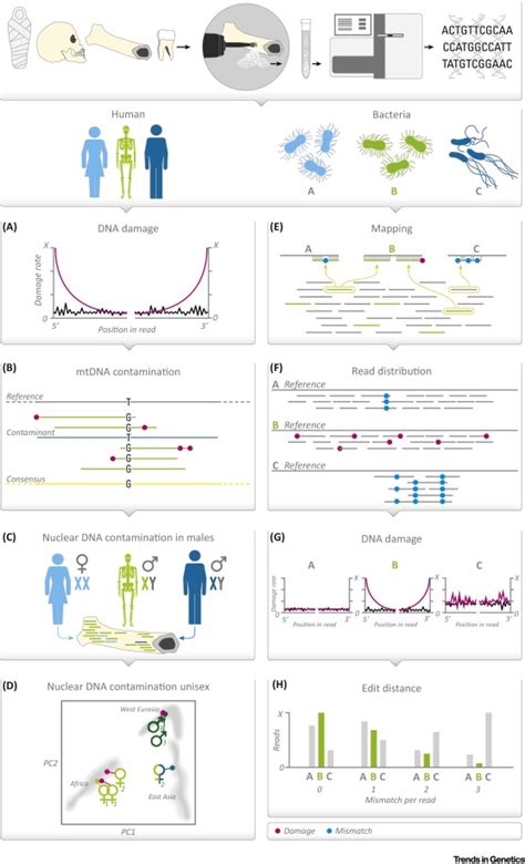 Mining Metagenomic Data Sets For Ancient Dna Recommended Protocols For