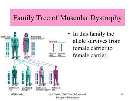 Ppt Chapter 12 Sex Linkage And Polygenic Inheritance Powerpoint