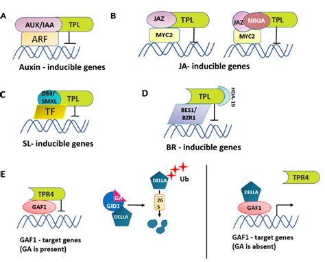 Interaction Of Tprs In Hormone Signaling Pathways A Tpl Interacts With