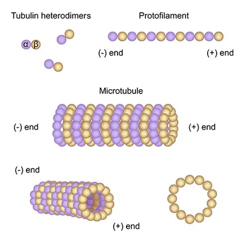 Microtubules Diagram