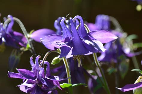 무료 이미지 자 꽃잎 목초 식물학 플로라 야생화 제비꽃 비둘기 같은 Aquilegia 매크로 사진 꽃 피는