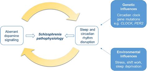 Frontiers Disrupted Sleep And Circadian Rhythms In Schizophrenia And