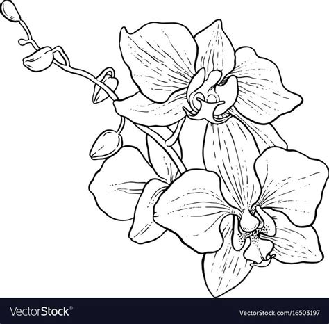 Branch Of Orchid Royalty Free Vector Image Vectorstock Orchid