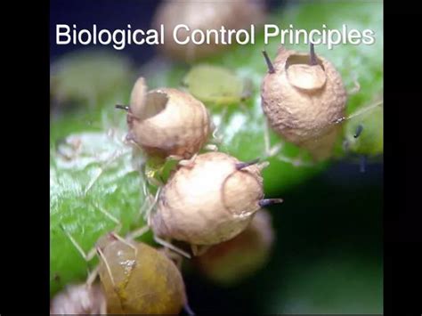 Ppt Biological Control Principles Powerpoint Presentation Free