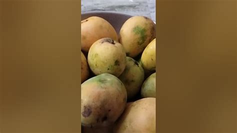 కమ్మటి మామిడి పండ్లు 🥭😋 Youtube