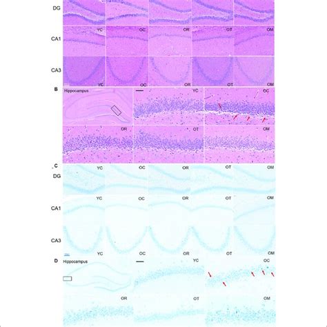 Representative Photomicrographs Demonstrating Histopathological