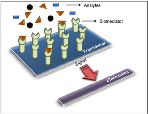 Schematic Representation Of Typical Biosensors Components And Activity