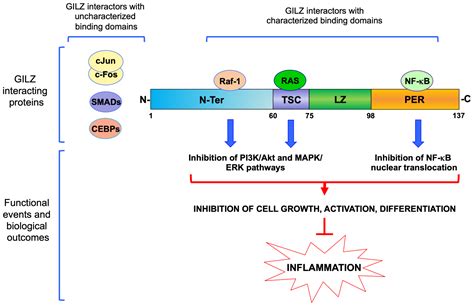 Frontiers Glucocorticoid Induced Leucine Zipper A Novel Anti