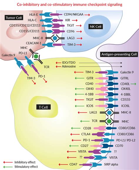 Immune Checkpoints Immunotherapy Research Invivogen