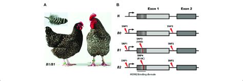 Phenotypes And Alleles At The Sex Linked Barring Cdkn2a Locus In