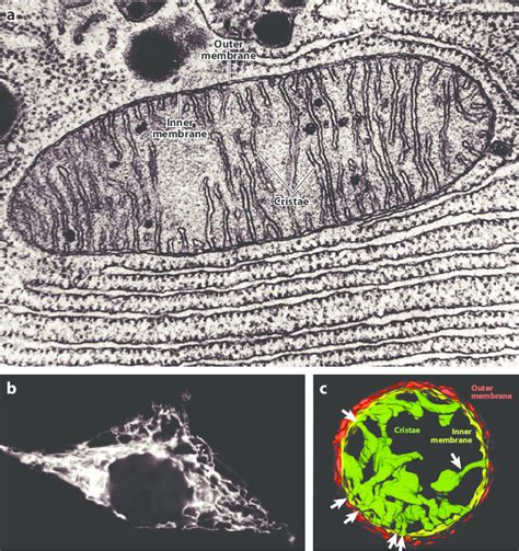 Schematic Depiction Of The Mitochondrial Electron