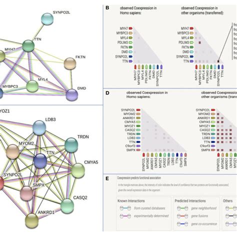Protein Protein Interaction Analysis The Figure Is Modified From