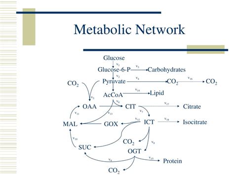 Ppt Metabolic Flux Analysis Powerpoint Presentation Free Download