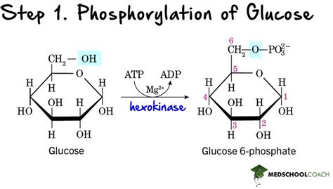 Glycolysis Part 1 Mcat Biochemistry Medschoolcoach