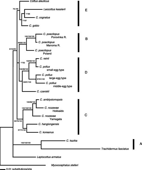 Maximum Likelihood Tree Representing Mitochondrial Dna Phylogeny Among