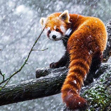 a comprehensive guide to pandas advanced features in 20 minutes by