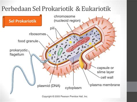 Struktur Sel Prokariotik Dan Eukariotik – Ilmu