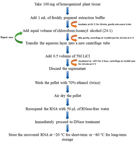 Plants Free Full Text An Optimized And Cost Effective Rna