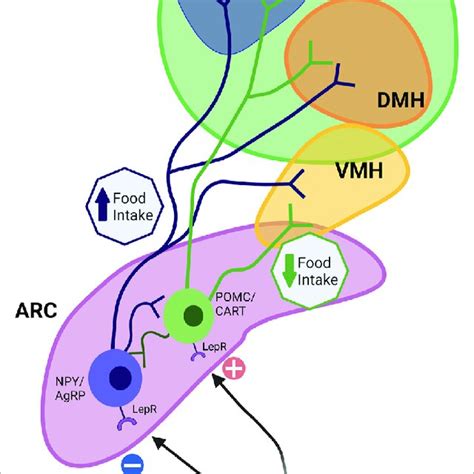 Alterations In Adipose Tissue In Adiposopathy Adipogenesis Involves