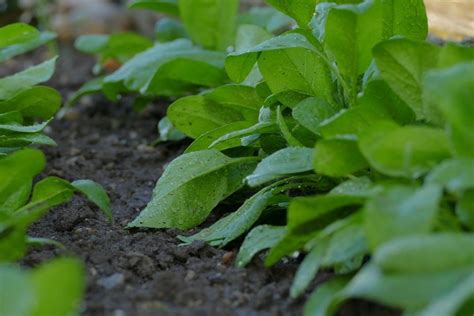 Growing Palak From Seeds Spinach Seed Germination Gardening Tips