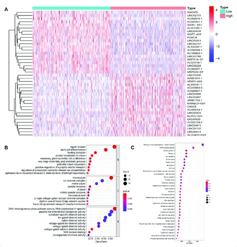 Identification And Functional Annotations Of Genetic Download