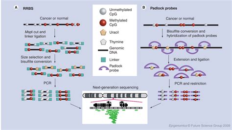 High Throughput Bisulfite Sequencing A Rrbs Methodology B Padlock