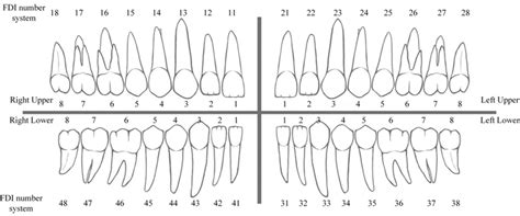 Universal Teeth Numbering