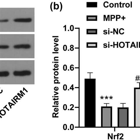 Hotairm1 Knockdown Could Activate The Nrf2 Ho 1 Pathway In Mpp⁺ Induced