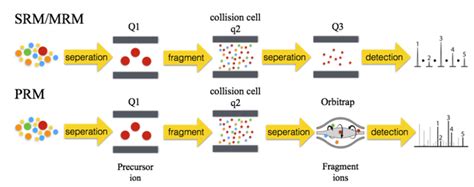 introduction on selected multiple reaction monitoring and parallel