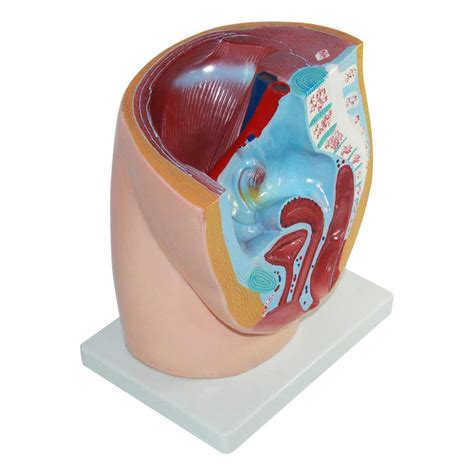 Buy Professional Educational Model Female Pelvic Model 1 1human Female
