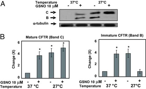 Combination Treatment Low Temperature And Gsno Synergistically