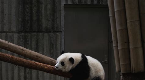 using pandas dataframes with griddb griddb open source