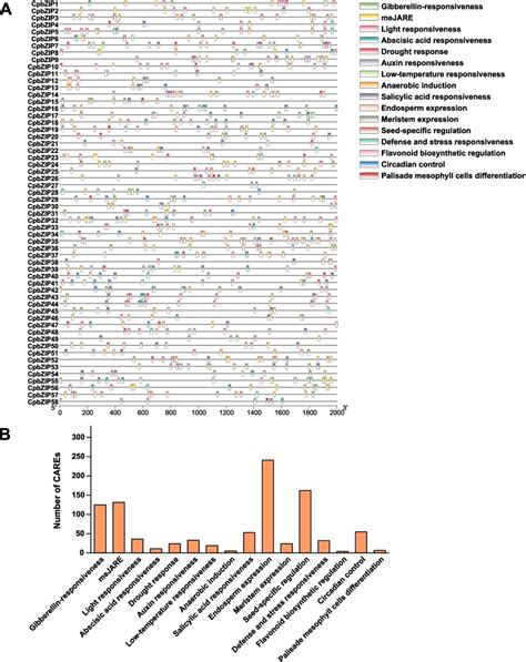 Putative Cis Acting Components Of Bzip Gene Families In C Paliurus A