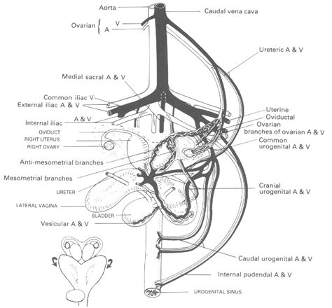 Figure 1 From Urogenital Vasculature And Local Steroid Concentrations