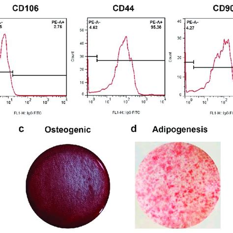 Characterization Of Adscs A Flow Cytometry Analysis For The