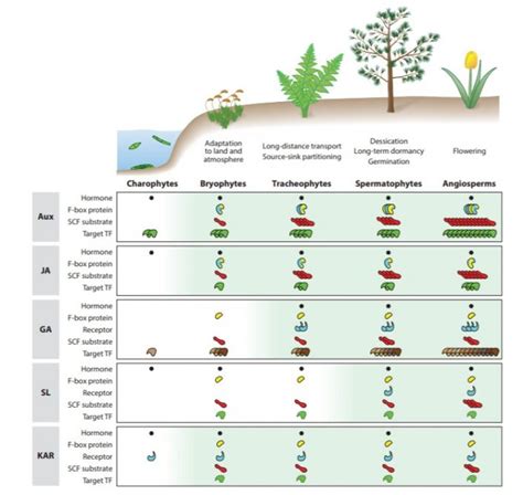 Review Evolution Of Plant Hormone Response Pathways Annu Rev