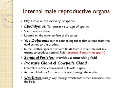 Ppt The Male Reproductive System Powerpoint Presentation Free