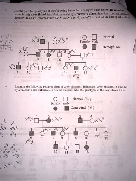 Solved List The Possible Genotypes Of The Following Hemophilia
