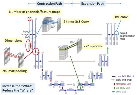 introducing u nets a u net is a particular kind of convolutional