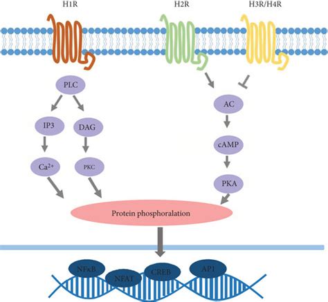 Intracellular Activation Cascades Triggered By Histamine Receptors