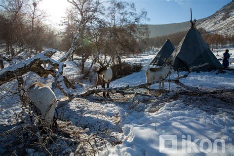 ФОТО Богд уулын энгэрт төвхнөсөн цаатан отгийнхон