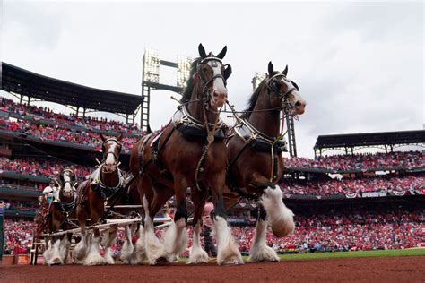Iconic Budweiser Clydesdales Will No Longer Have Their Tails Shortened