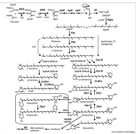 Figure 1 From Carotenoid Biosynthesis In Flowering Plants Semantic