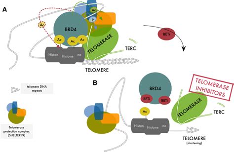 A Schematic Representation Of The Possible Brd4 Functions In Telomere