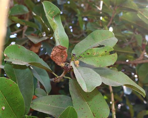 Manilkara Hexandra Roxb Dubard
