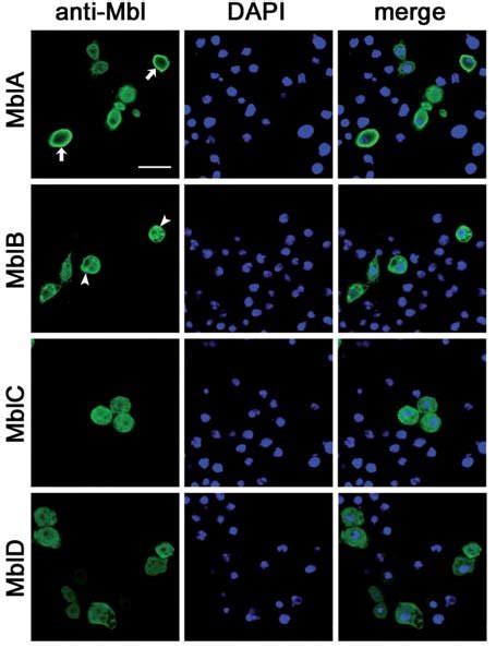 Subcellular Localization Of Muscleblind Protein Isoforms A To D