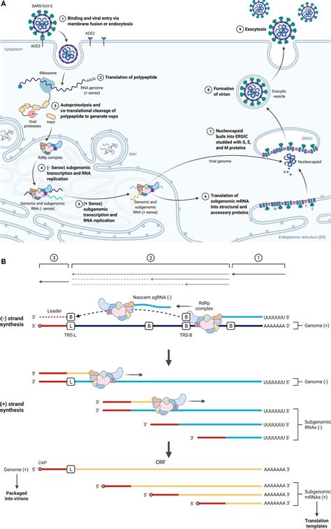 Frontiers Epitranscriptomics Of Sars Cov 2 Infection