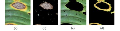 segmentation of diseased leaf a original image b cluster 1 c