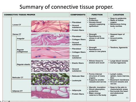 12 Types Of Connective Tissue