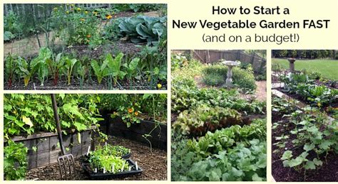 How To Start A Vegetable Garden Fast And On A Budget